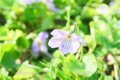 北海道の春の野に咲くスミレの花の写真素材 181372029 イメージマート