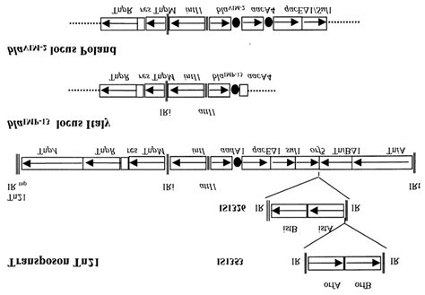 Schematic Representation Of The Bla Imp 13 And Bla Vim 2 Genetic Loci