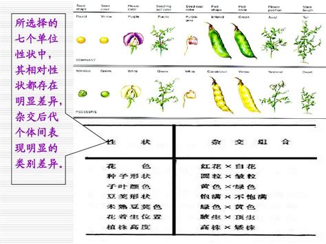 第五章 遗传的基本定律及其扩展word文档在线阅读与下载无忧文档