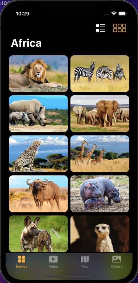 Swiftui Animal Dictionary App Africa Ver