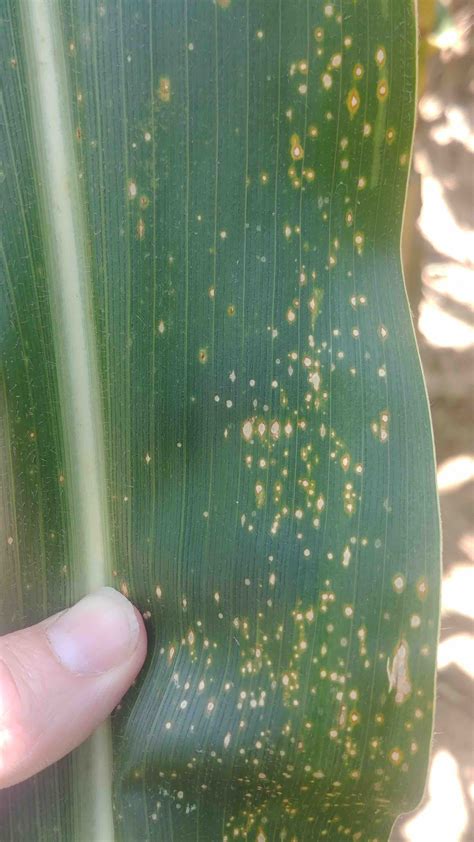 Curvularia Leaf Spot Disease Gladiolus Curvularia Lunata Caused
