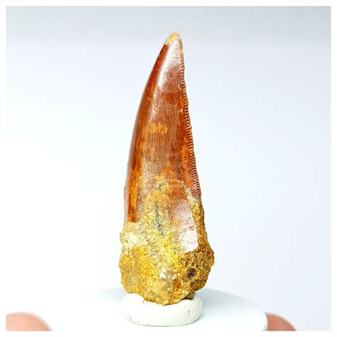Dinosaur Fossil Tooth Finest Grade Sharp Carcharodontosaurus