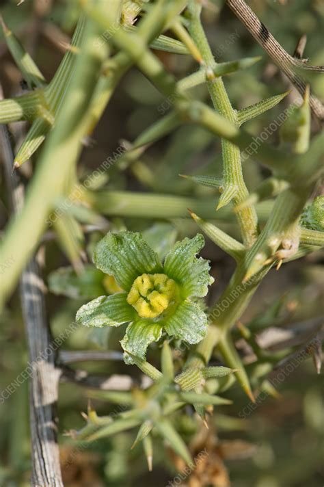 Nara Melon Flower Stock Image C034 2161 Science Photo Library