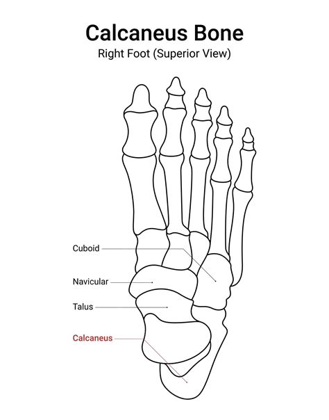 Premium Vector Diagram Of Calcaneus Bone Right Foot Superior View
