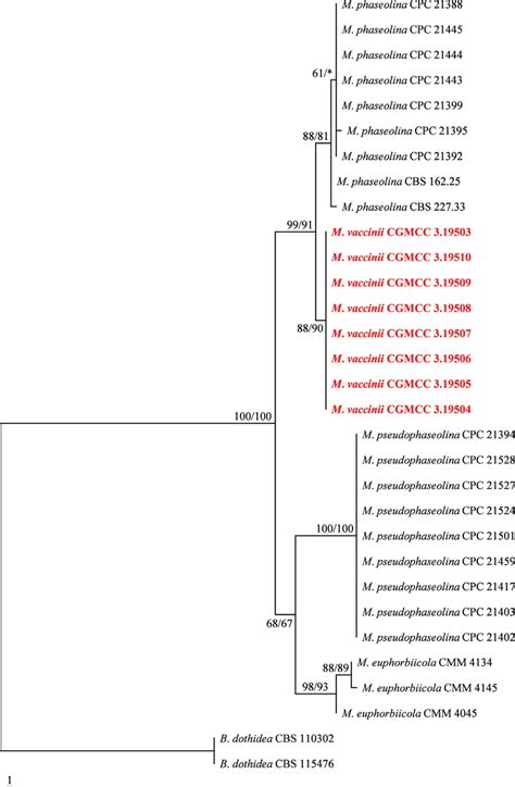 maximum parsimony tree generated from sequence analysis of the