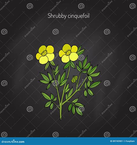 Shrubby Cinquefoil Plant Stock Vector Illustration Of Herbarium 89745901