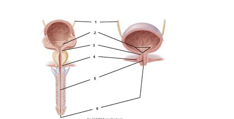 Biol 2402 Urinary Bladder Diagram Quizlet