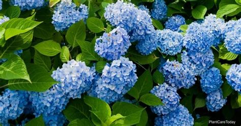 Unlock The Secrets Of Hydrangea Fertilizer For A Beautiful Garden Green Packs