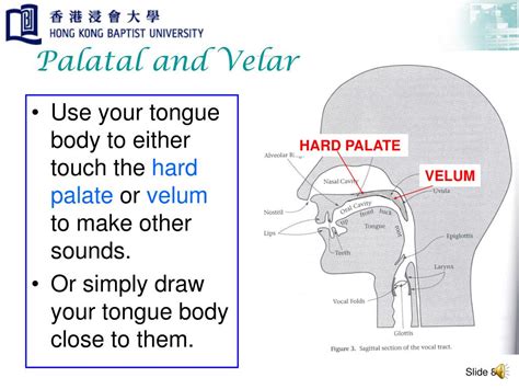 Ppt Place Of Articulation Powerpoint Presentation Free Download Id