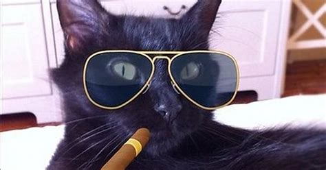 Like A Boss Imgur