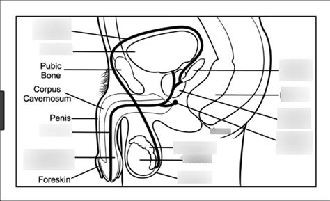 Diagram Of Male Reproductive Organs Quizlet Diagram Of Male Reproductive Organs Quizlet