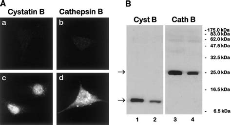 Specificity Of Antibodies Against Cystatin B And Cathepsin B A