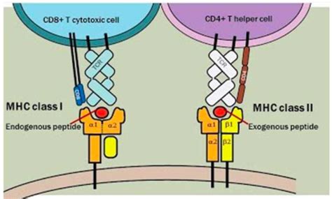 MHC And T Cell Activation Flashcards Quizlet