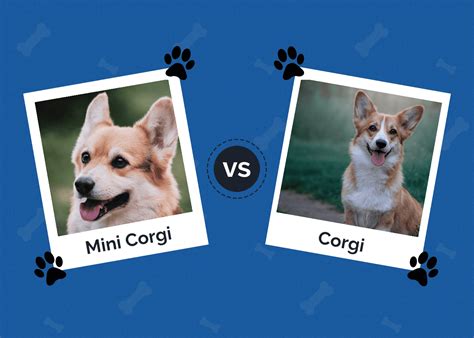 Mini Corgi Vs Corgi Key Differences With Pictures Hepper Pet Resources