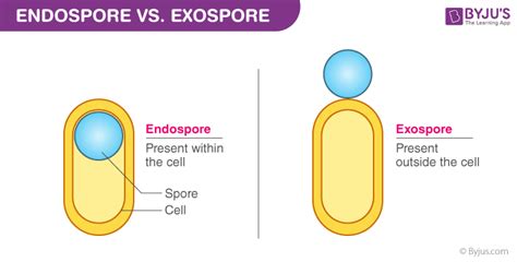 Difference Between Endospore And Exospore Endospore Vs Exospore