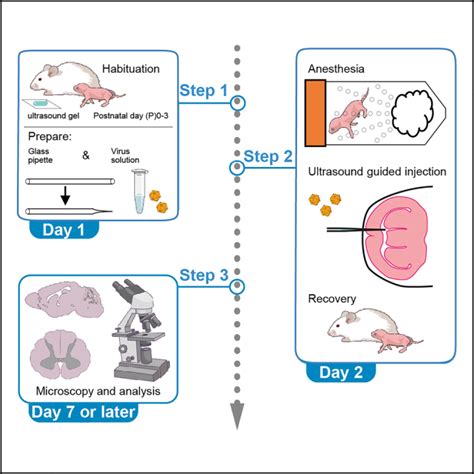 Neural Labeling And Manipulation By Neonatal Intraventricular Viral