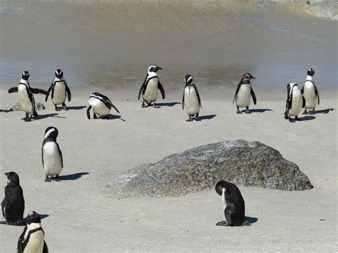 600 Free Cape Town South Africa And Cape Town Images Pixabay