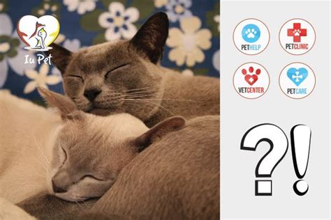 Bật Mí Cách Phối Giống Mèo Anh Lông Ngắn Bạn Nên Biết