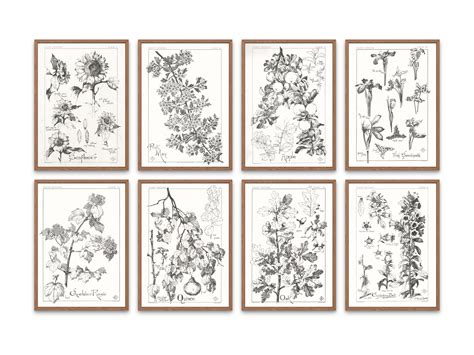 Iris Seed Pods Wildflower Line Drawing Botany Poster Black And Etsy