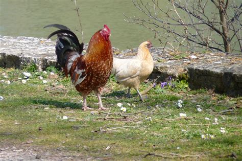 Cock Hen Poultry Free Photo On Pixabay