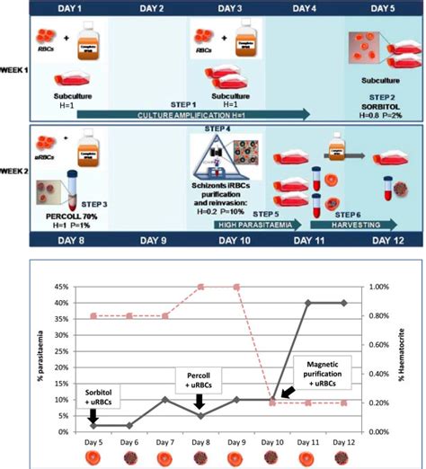 Summary Of The Complete Protocol Plasmodium Falciparum Culture Is