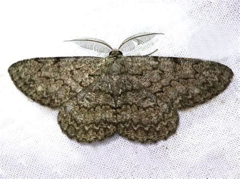Hypomecis Lunifera