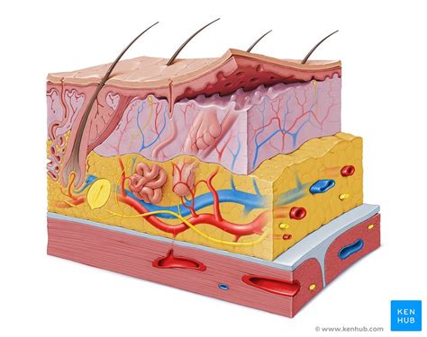 Dermis Definition Layers And Function Kenhub