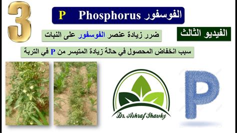 107 الفوسفور 3 P ضرر زيادة عنصر الفوسفور على النبات خاصة في الجو