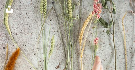 녹색과 빨간색 선인장 식물 사진 Unsplash의 무료 꽃 이미지