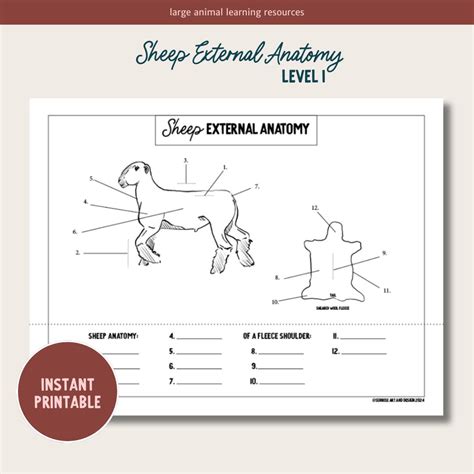 Printable Sheep External Anatomy Level 1 Etsy