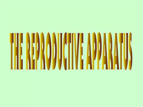 The Reproductive Function In Human Begins Ppt