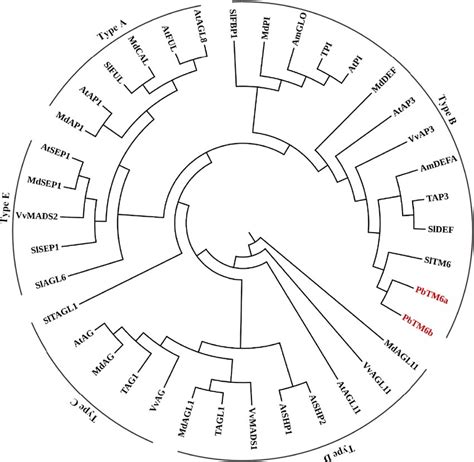 Phylogenetic Analysis Of Pbtm6 And Other Mads Box Proteins Involved In Download Scientific