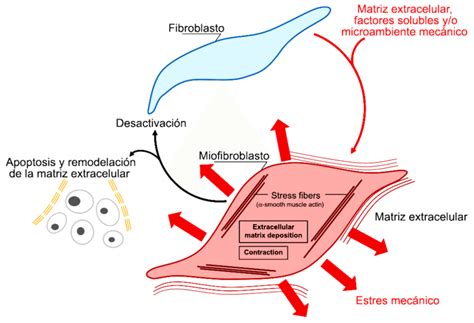 Evolución Del Fenotipo De Los Miofibroblastos Modificada De 36