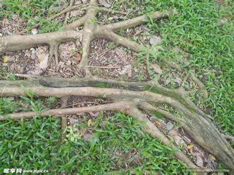 树根摄影图 树木树叶 生物世界 摄影图库 昵图网