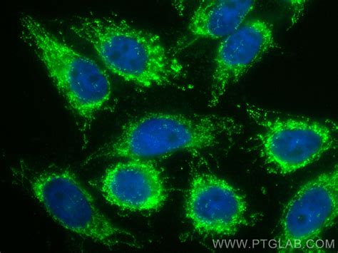 Dbt Antibody Cl488 12451 Proteintech