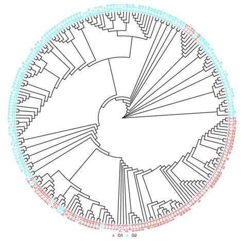 The Phylogenetic Tree Phylogenetic Tree Generated By Mega 7 Download Scientific Diagram