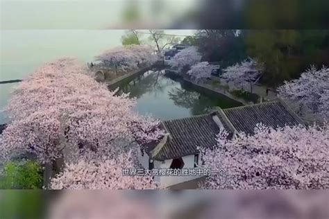 别再跑去日本看樱花了，中国也有樱花胜地，游客：比日本美多了！日本樱花中国