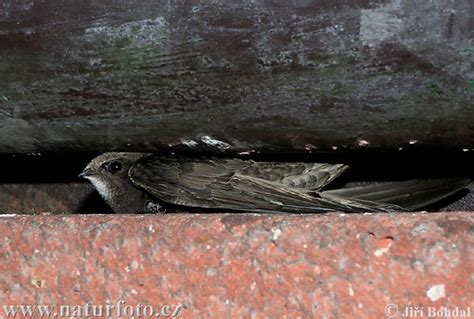 Common Swift Photos Common Swift Images Nature Wildlife Pictures