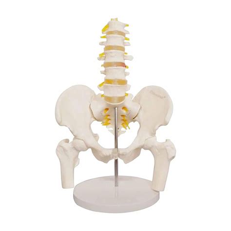 Bendable Dynamic Lumbar Spine Pelvic Bone Modeladult Life Size Pvc