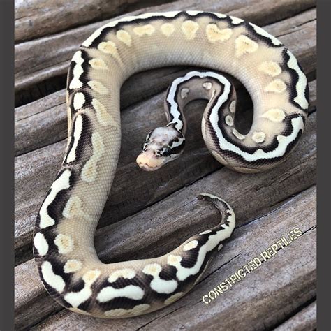 Lesser Pastel Ball Python