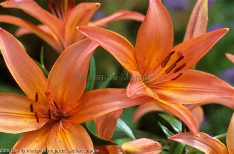 Marianne Majerus Garden Images Marianne Majerus Garden Images