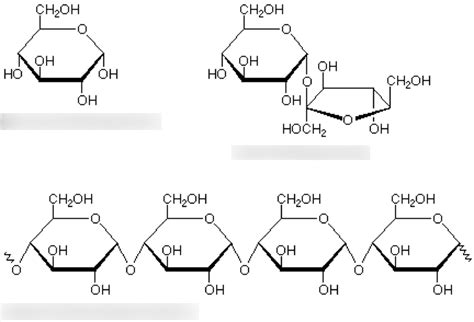 Diagram Macromolecule Structure Of Carbs Carbohydrates Molec