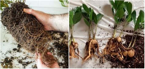 35 Unique Tips And Tricks To Master Houseplant Care Avocadoposts
