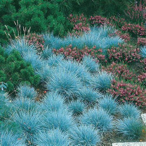 100seeds Blue Fescue Grass Seeds Festuca Glauca Perennial Hardy