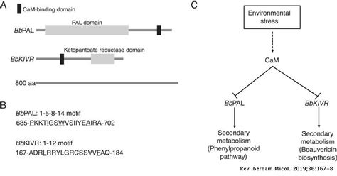 Regulation Of Secondary Metabolism By Calmodulin Signaling In