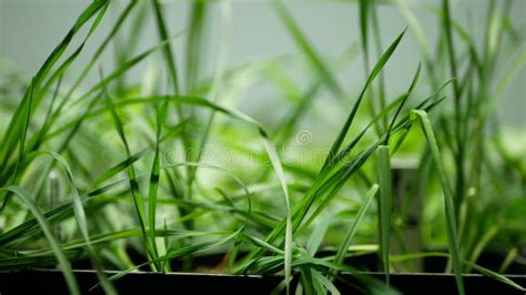 Science Barley Hordeum Vulgare Leaves Leaf Biotechnology Phytotron