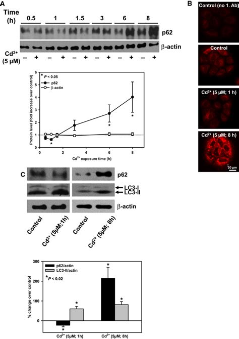 Dual Effect Of Cd²⁺ On P62 Turnover In Nrk 52e A Nrk 52e Cells Were