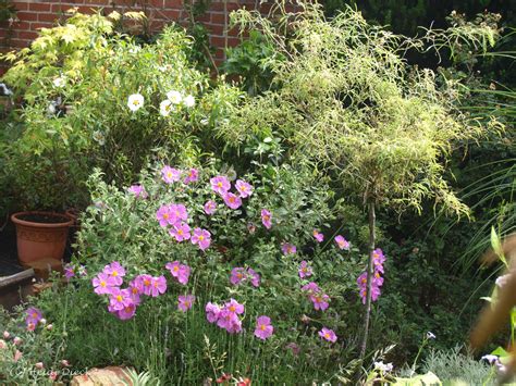 Cistus incanus – Herrenkamper Gärten - Pflanzenraritäten