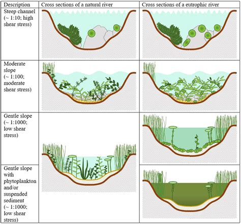 Frontiers Responses Of Aquatic Plants To Eutrophication In Rivers A Revised Conceptual Model