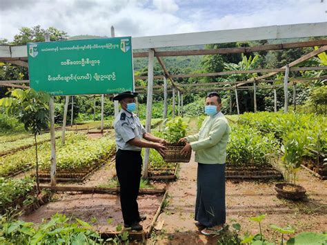 မီးခတ်ချောင်းသစ်တောဦးစီးဌာန ယာယီပျိုးဥယျာဉ်မှ သဘာဝပတ်ဝန်းကျင်စိမ်းလန်းစိုပြေရေး ပျိုးပင်များ ပ